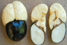 Ackee facts and health benefits