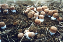Health benefits of Agaricus blazei mushroom | HB times