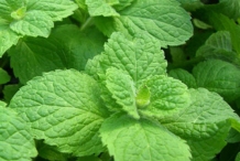 Apple Mint facts and health benefits