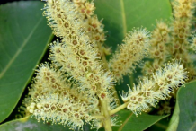 Arjun Tree facts and health benefits