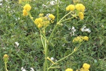 Asafoetida facts and health benefits