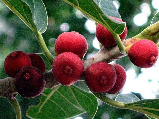 Health Benefits Of Banyan Tree Health Benefits