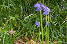 Bluebell facts and health benefits