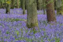 Bluebell facts and health benefits