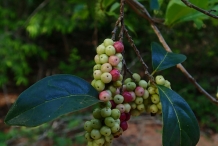 Bignay Facts and Health Benefits