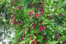 Bignay Facts and Health Benefits