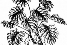 Ceriman facts and health benefits