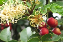 Chile hazel facts and health benefits