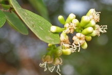 Clammy cherry facts and health benefits