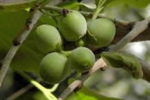 Clammy cherry facts and health benefits