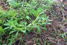 Cleavers facts and health benefits