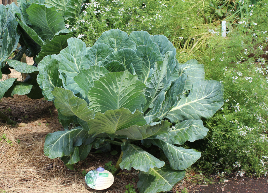 Collard Greens Facts Health Benefits And Nutritional Value Collard Greens Facts Health Benefits And Nutritional Value