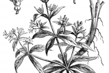 Common madder facts and health benefits