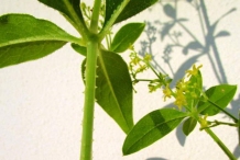 Common madder facts and health benefits