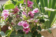 Common Mallow facts and health benefits