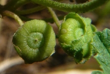 Common Mallow facts and health benefits