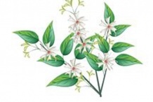 Coral Jasmine facts and health benefits