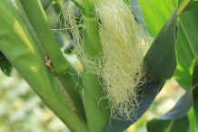 Corn silk Facts and Health Benefits