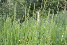 Couch Grass facts and health benefits