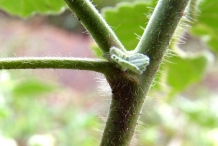 Country mallow facts and health benefits