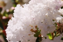 Crepe myrtle facts and health benefits