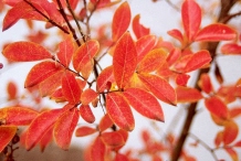 Crepe myrtle facts and health benefits