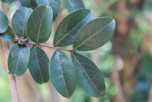 Crepe myrtle facts and health benefits