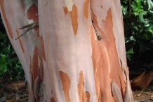 Crepe myrtle facts and health benefits