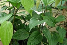Cubeb pepper facts and health benefits