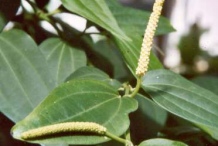 Cubeb pepper facts and health benefits