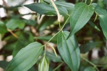 Cubeb pepper facts and health benefits