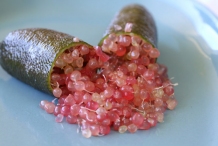 Finger Lime facts and health benefits
