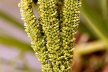 Finger millet facts and health benefits