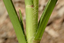 Finger millet facts and health benefits