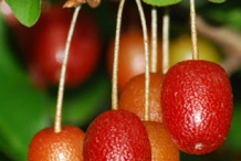 Goumi Berry facts and health benefits