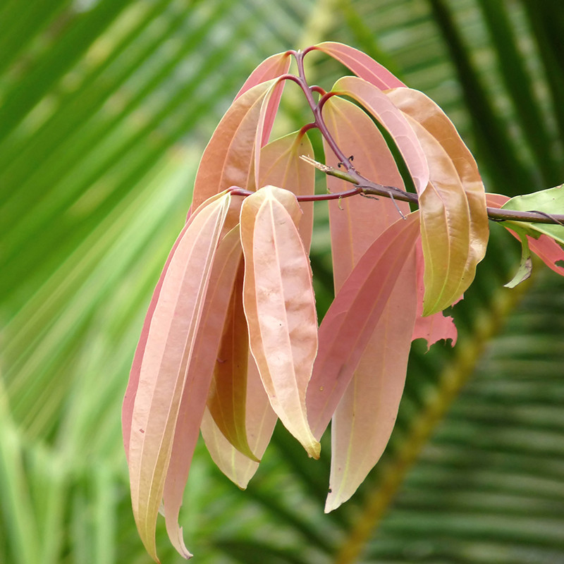Indian Bay leaf Facts And Health Benefits