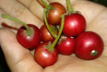 Jamaica cherry facts and health benefits