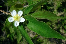Jamaica cherry facts and health benefits