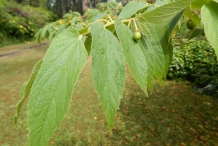 Jamaica cherry facts and health benefits