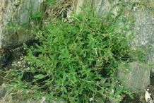 Knotgrass facts and health benefits