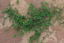 Knotgrass facts and health benefits