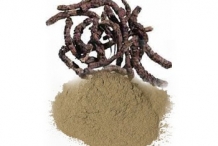 Kutki facts and health benefits