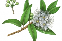 Lemon myrtle facts and health benefits