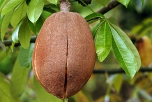 Malabar chestnut Facts and Benefits