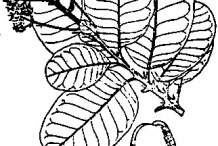 Marking Nut facts and health benefits