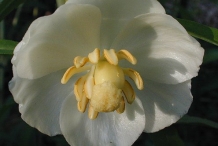 Mayapple facts and health benefits