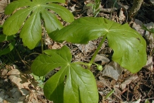 Mayapple facts and health benefits