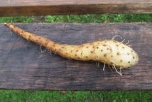 Mountain Yam, Health Benefits and Nutritional Value