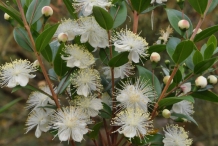 Myrtle facts and health benefits