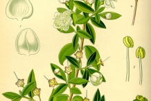 Myrtle facts and health benefits